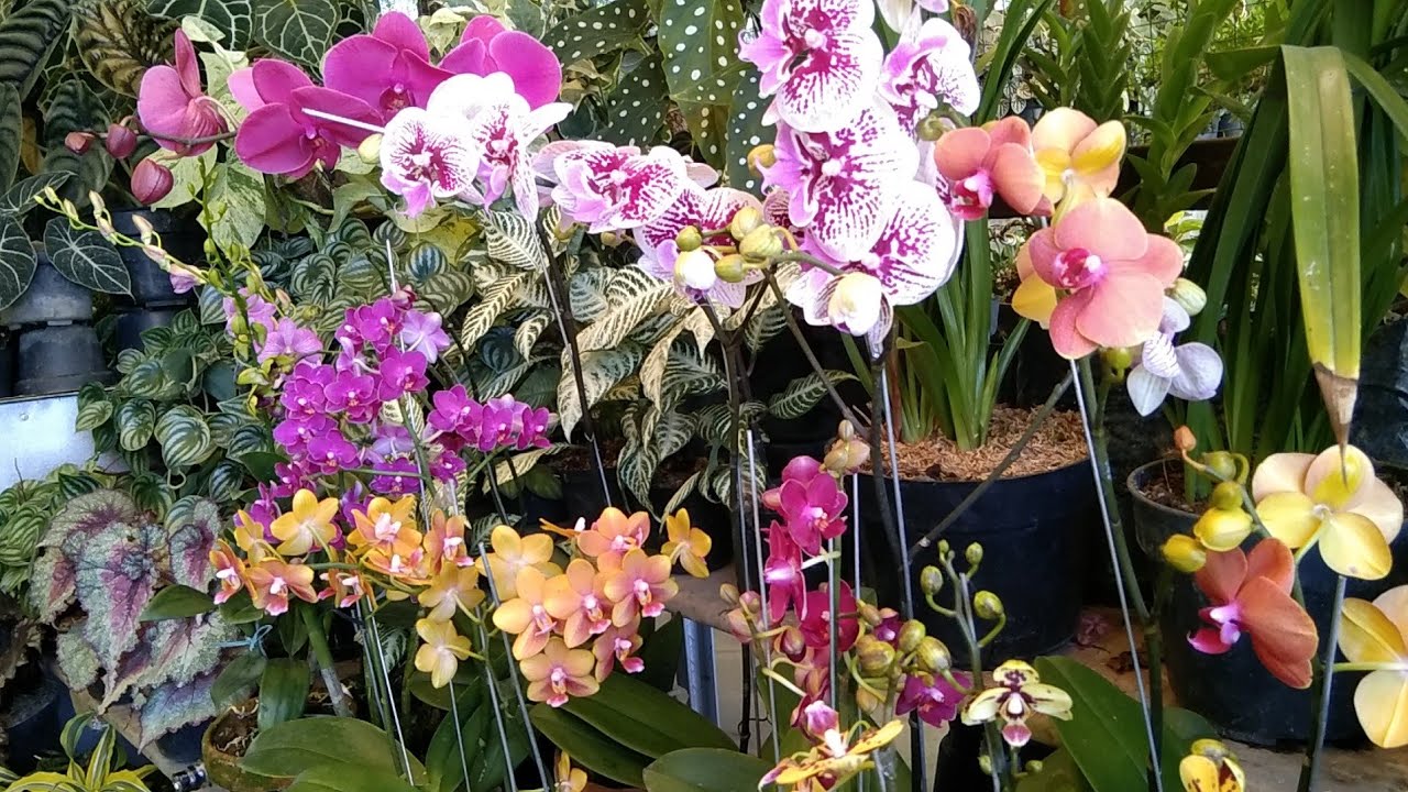 Pasar Bunga Taman Rekreasi Selecta - YouTube