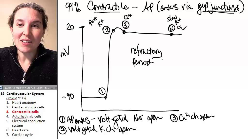 Cardiac Muscle 3- Contractile cells - YouTube