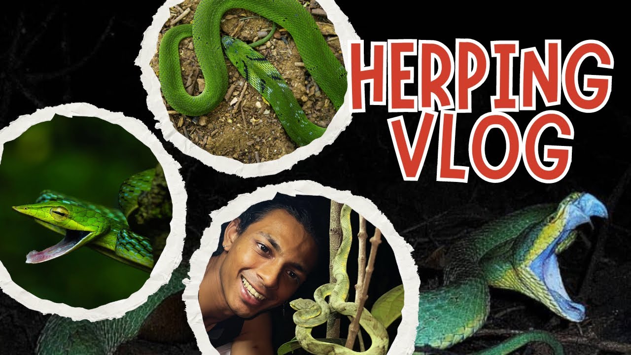 HERPING IN FIRST RAIN !!!! - YouTube