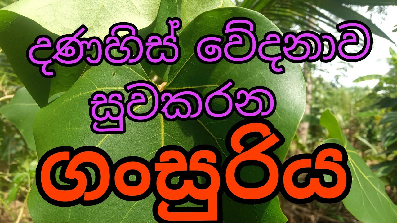 ගංසුරිය(Gansuriya) ශාකයේ විශ්මිත ගුණ😱😱😱 - YouTube