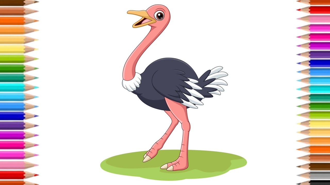 how to draw a ostrich. - YouTube