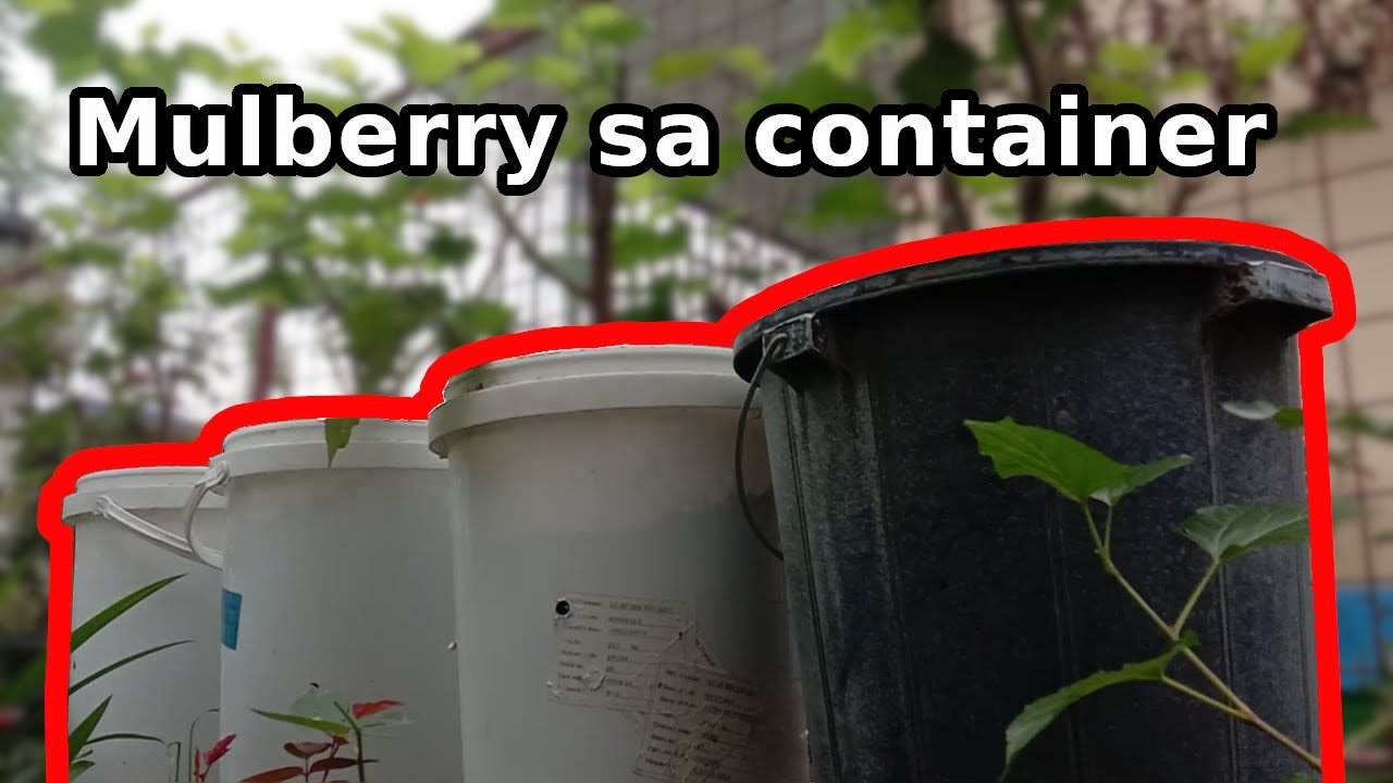 Mulberry Sa Container | Growing Mulberries in Containers - YouTube