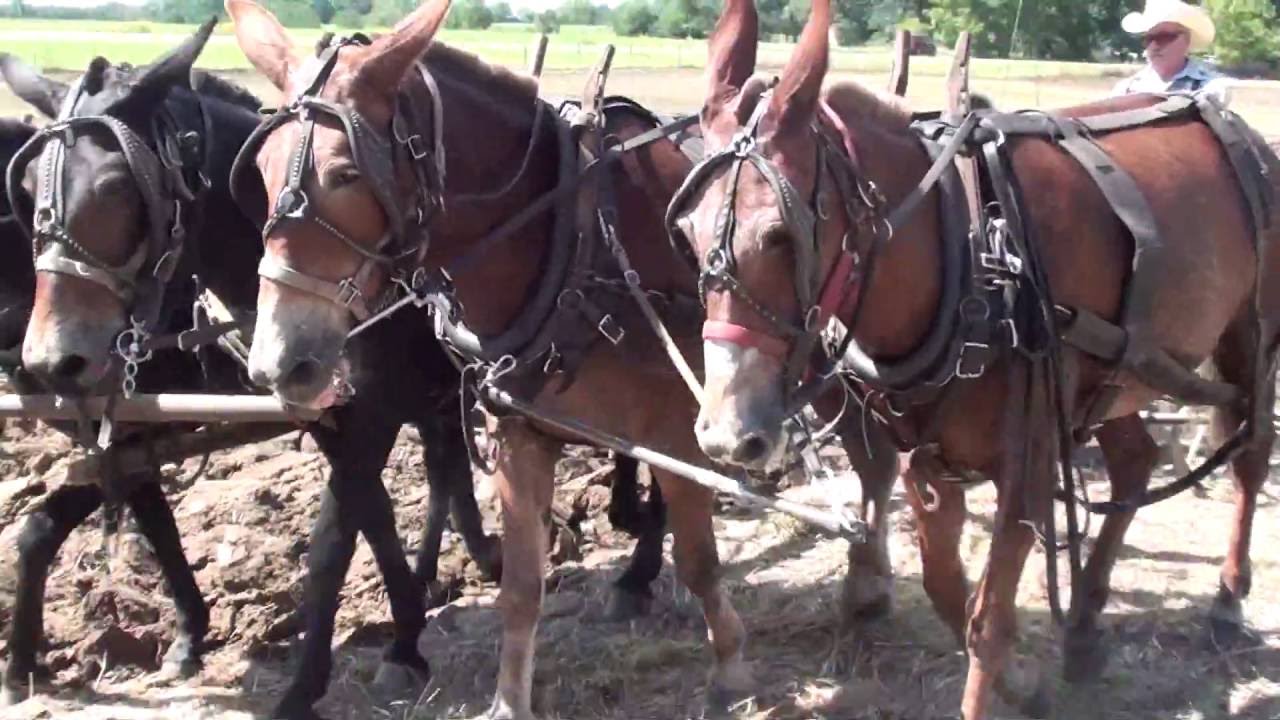 OLD TIME PLOWING at Edgerton mules & huge tractor tubalcin - YouTube