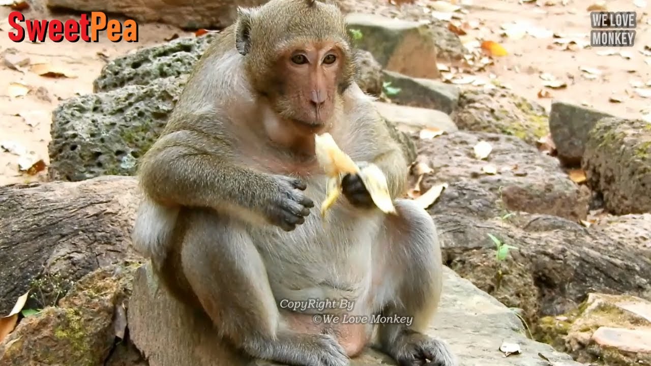 Fatty Monkey Sweetpea Eating So Fast Cuz He Scares Other Male Monkeys ...