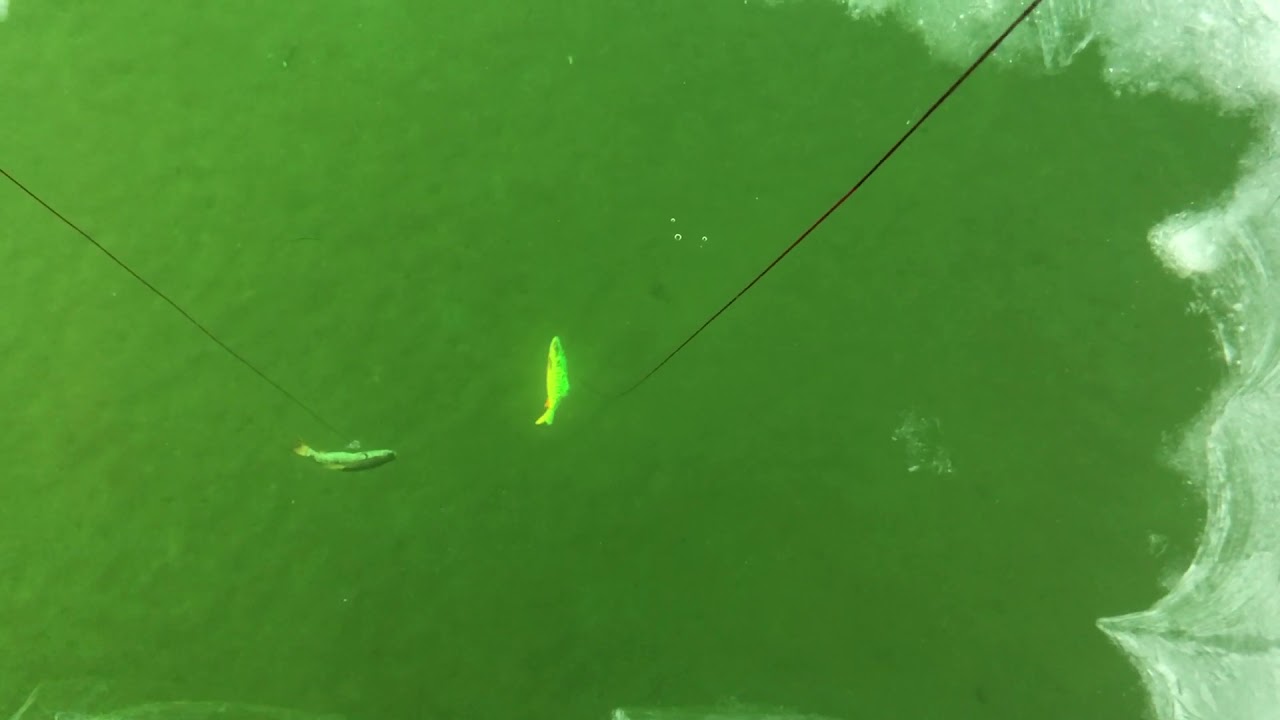 NEW Whip Cisco 10.5” Fatty Slap Bait Co Fish Decoy - YouTube