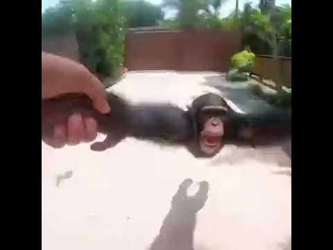 Monkey toss - YouTube
