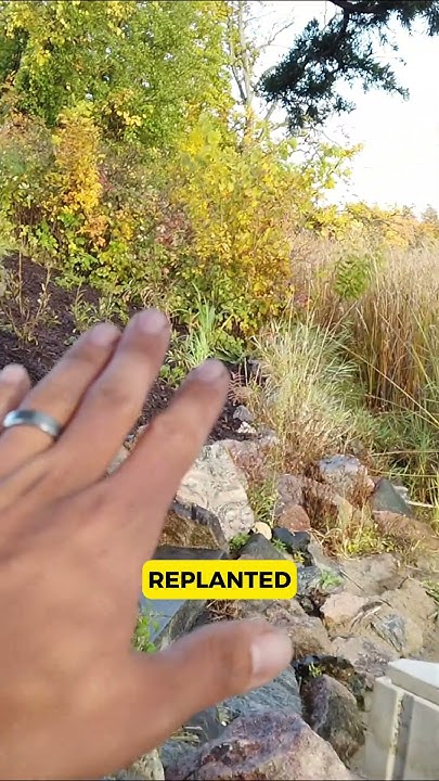 A simple landscape install! - YouTube