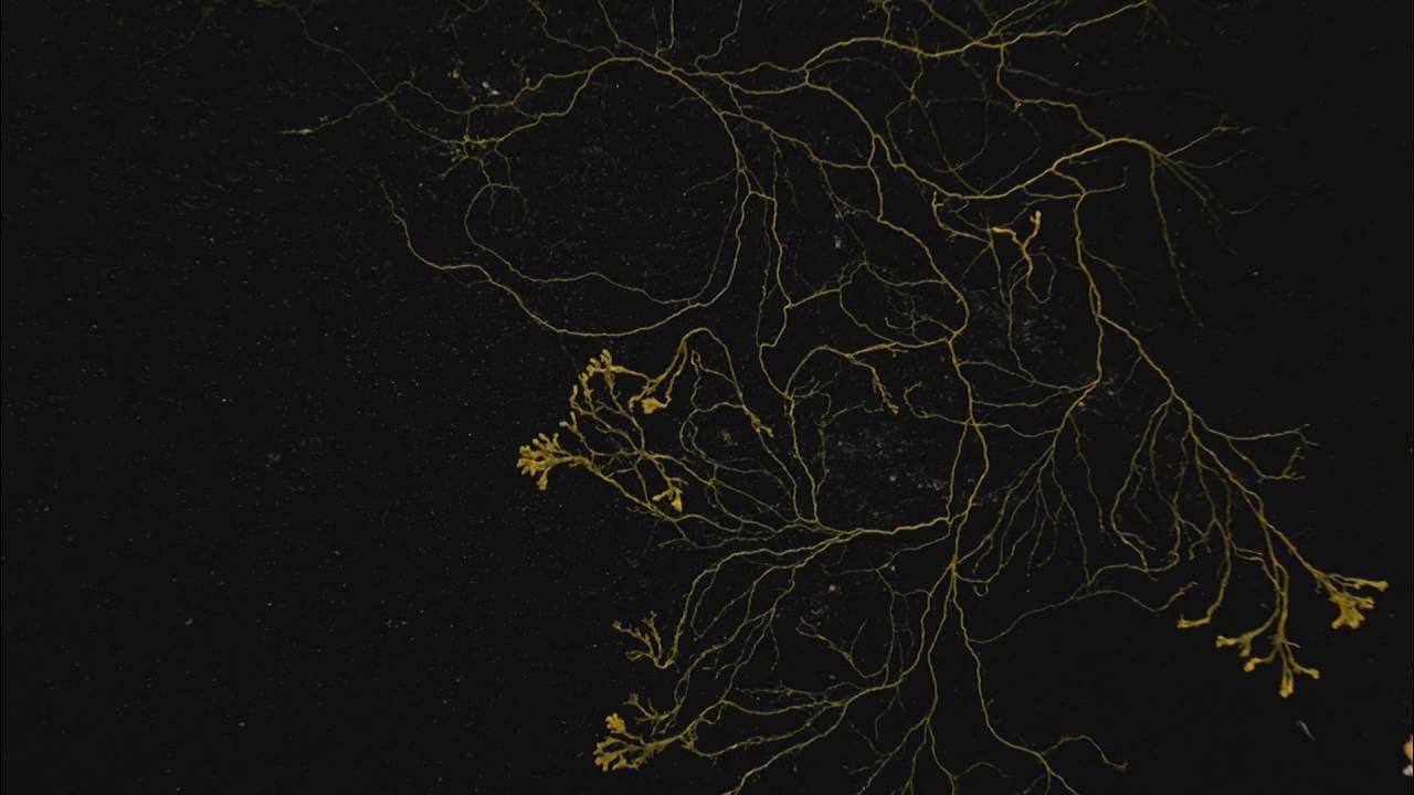 The Physarum Experiments, Study No.022: Playing with its Food - YouTube