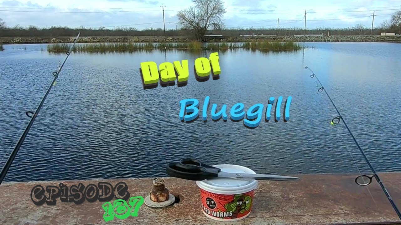 Bluegill Fishing Northern California Delta! The Bridge! - YouTube