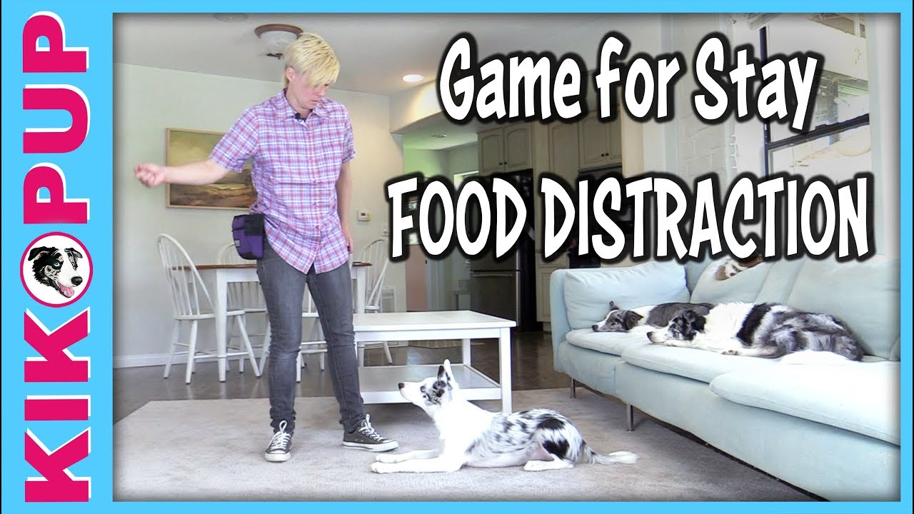 Stay with food distractions - Down stay sit stay - YouTube