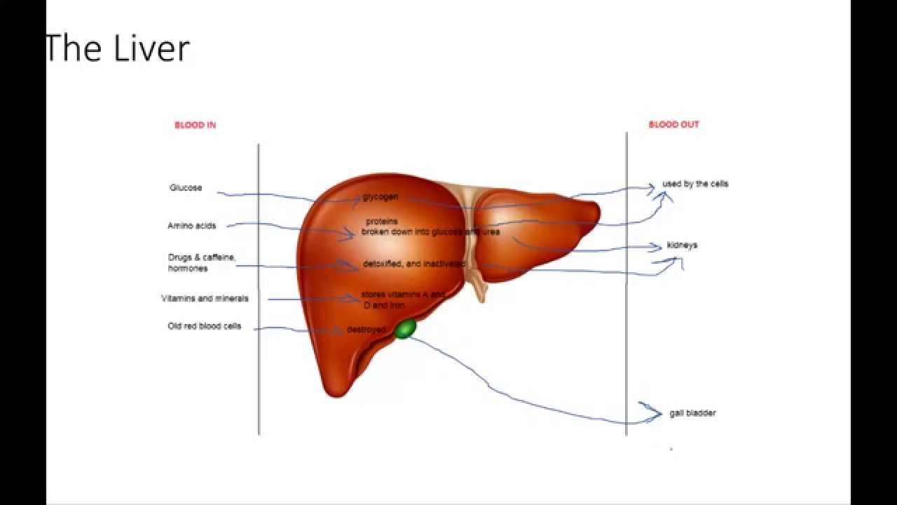Online BJC Health Science Course Sampler - YouTube