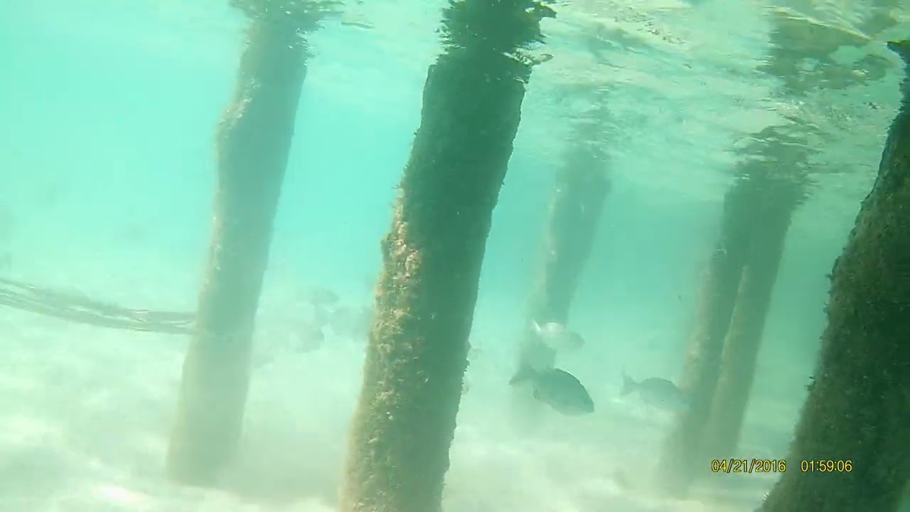 Oooo Barracuda! snorkeling Mia Reef, Isla Mujeres, April 2022 - YouTube