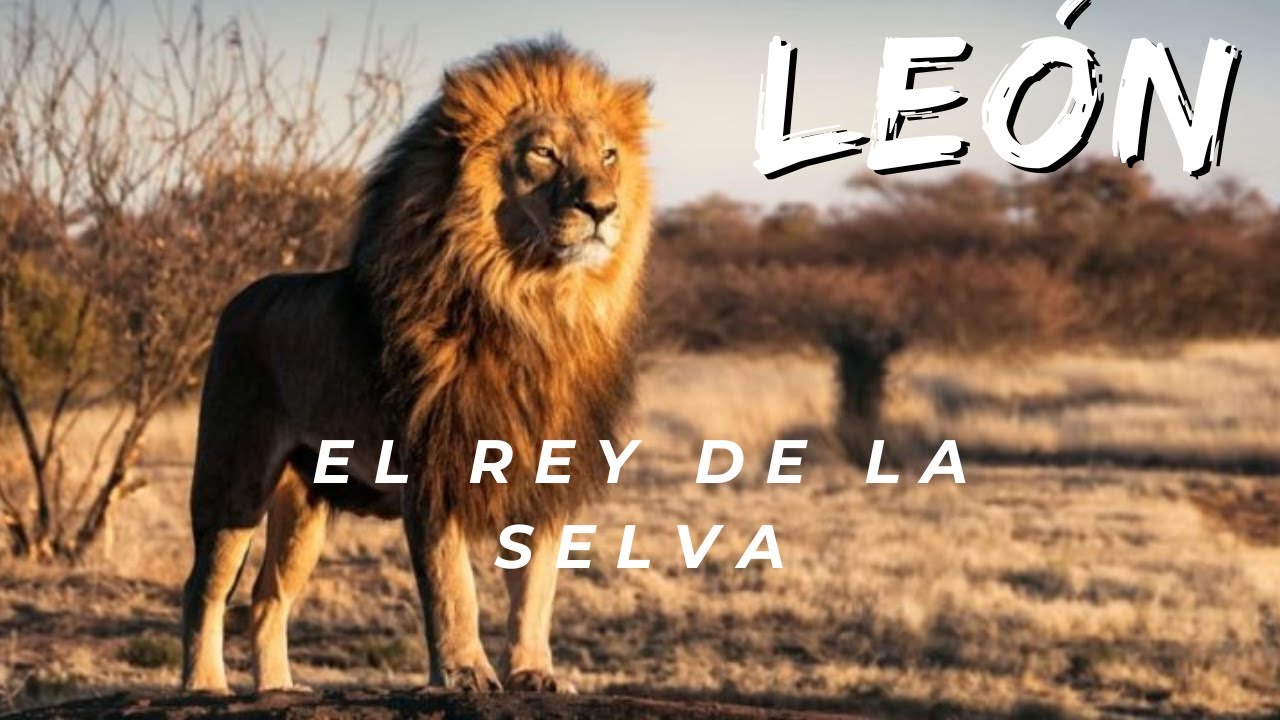 El Rey de la Selva - Descubriendo la Majestuosidad y Ecosistema del ...