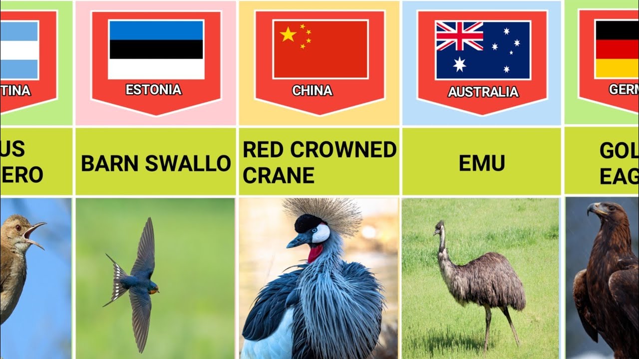 National Birds Of Different Countries YouTube national-birds-of-different-countries-youtube