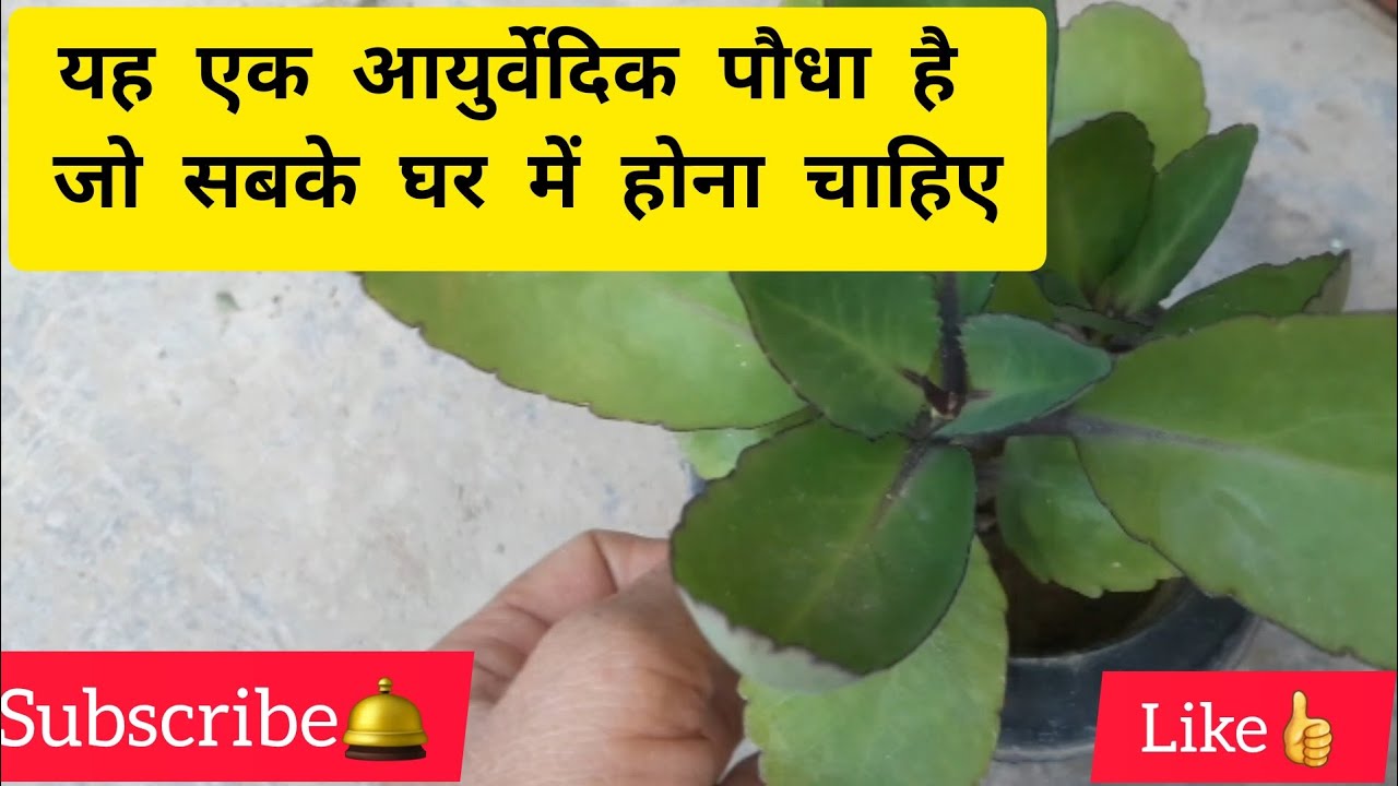 यह एक आयुर्वेदिक पौधा है जो सबके घर में होना चाहिए 👍 पत्थरचट्टा का पौधा ...