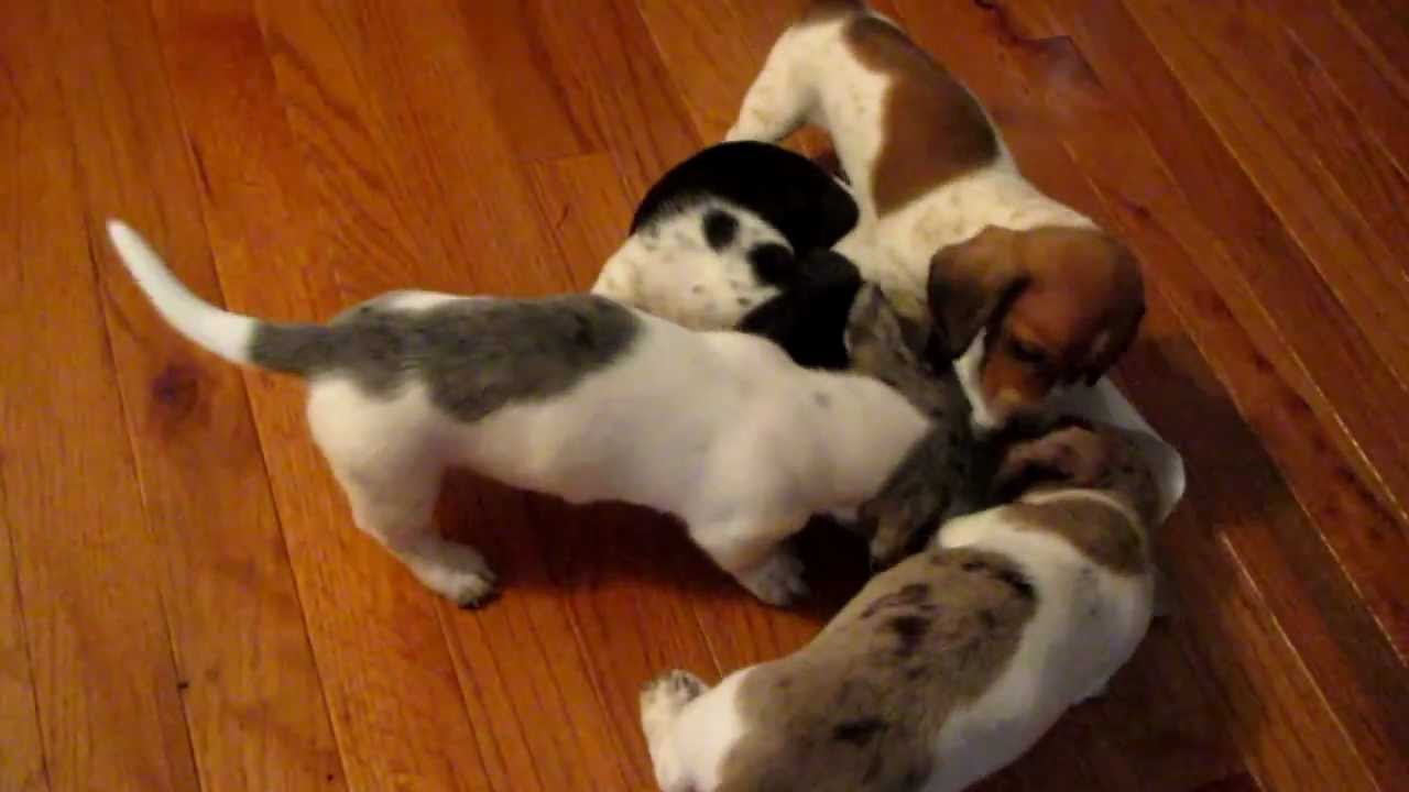 5 Week Old Miniature Dachshund Puppies Playing - 3/26/12 - YouTube