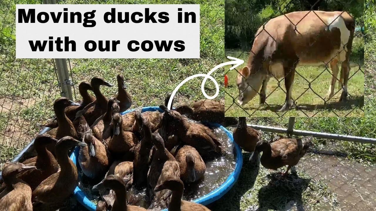 Cheap and Easy Duck House ~ Ducks Living with Cows - YouTube