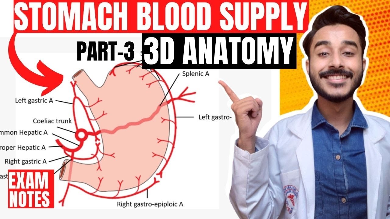 blood supply of stomach anatomy 3d | coeliac trunk branches anatomy ...