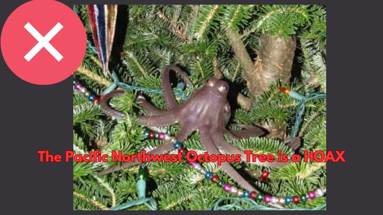 No, the Pacific Northwest Tree Octopus is not real - YouTube