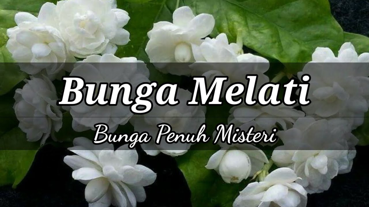 Bunga Melati Simbol Cinta Sejati - YouTube