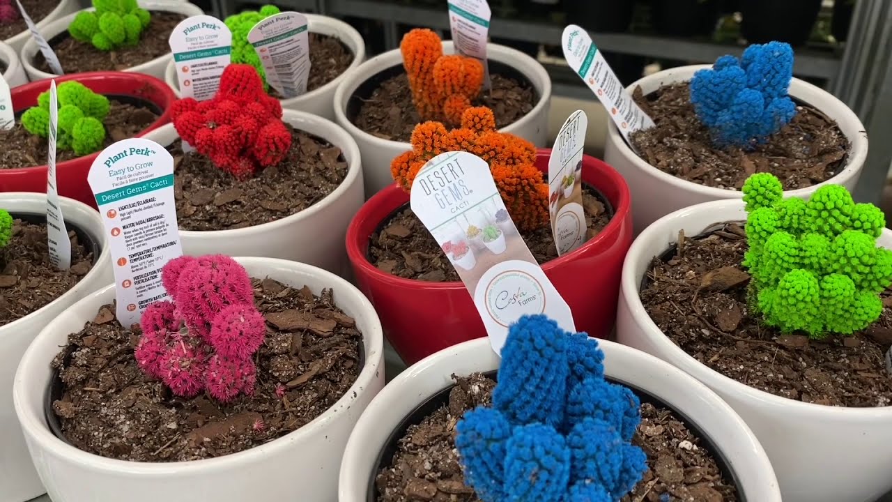 Cactus/Desert Gems Cacti/ Iba't ibang kulay ng cactus - YouTube