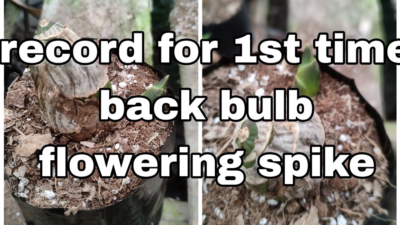 record flowering spike in back bulb due to mutation.. of paradise ...