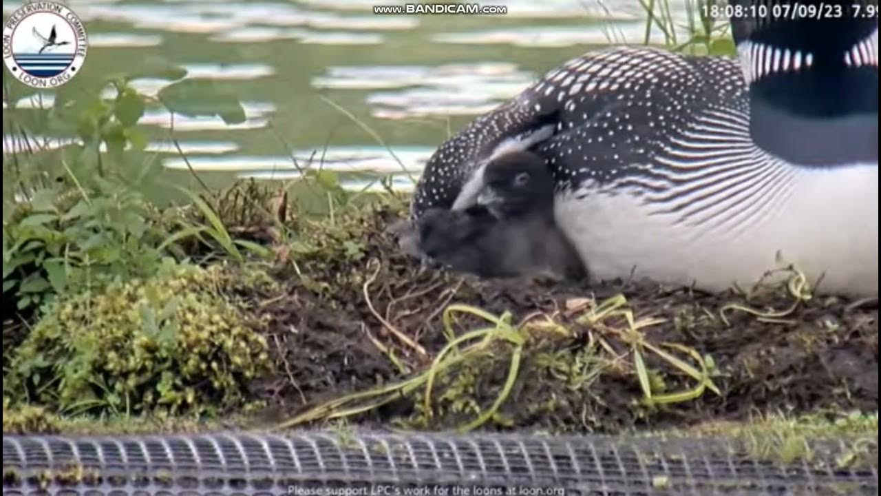 Loon nest, LPC, Cam 2, New Hampshire, USA🥰 9 July 2023 - YouTube