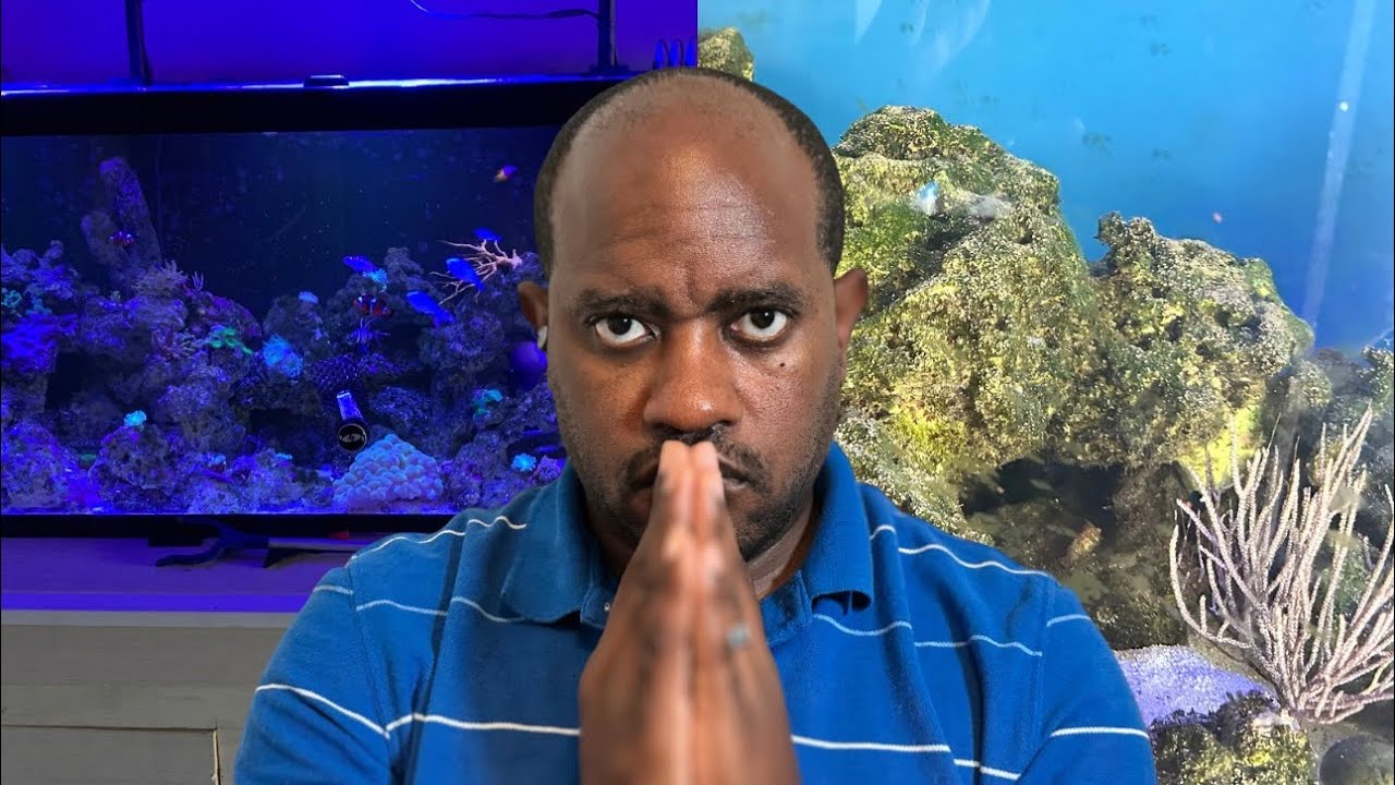 From Tragedy to Triumph: My Reef Tank Recovery - YouTube