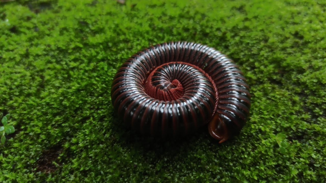 Sleeping Giant Millipede on a Mossy Floor - YouTube