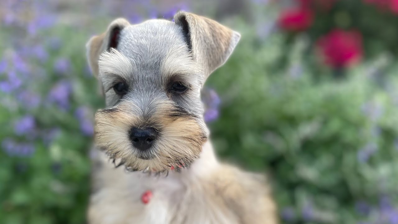 Are Miniature Schnauzer Good With Kids