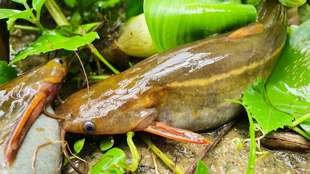 Amazing Daily Life Fishing in Rainy Season | Catching Climbing Perch ...