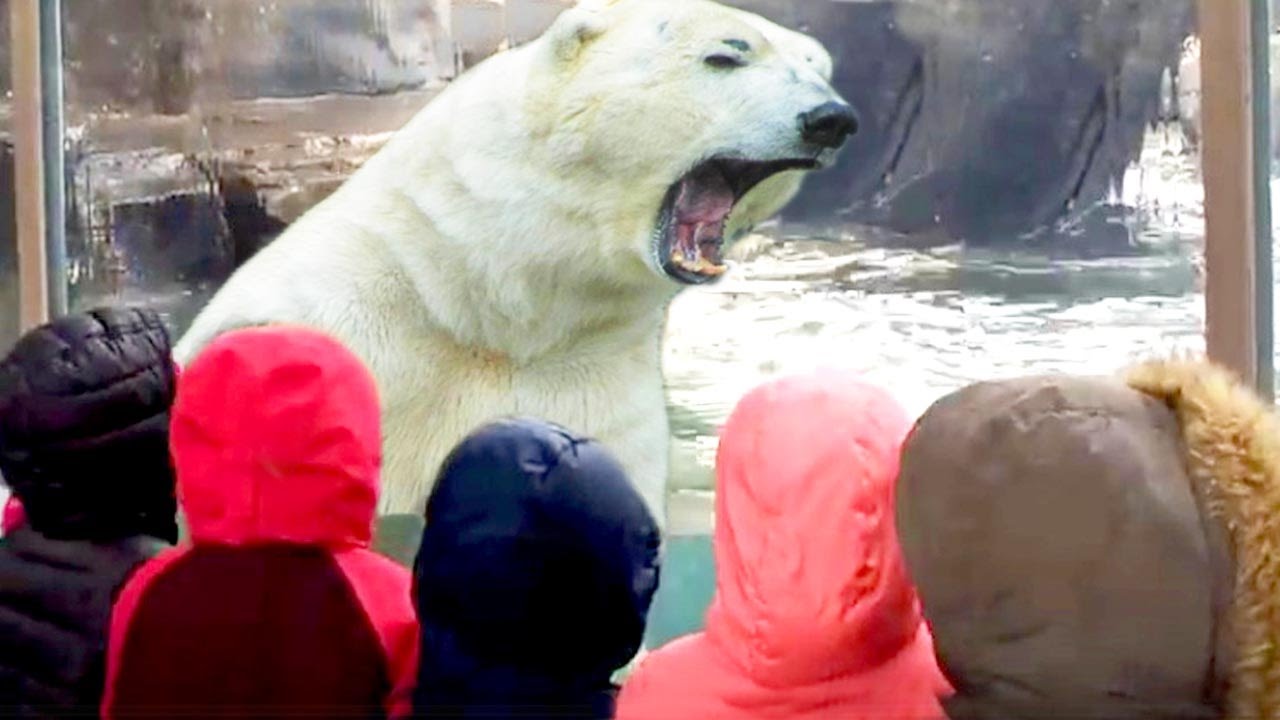 Kids and Wild Animals at the Zoo: Rainforest Animals and African ...