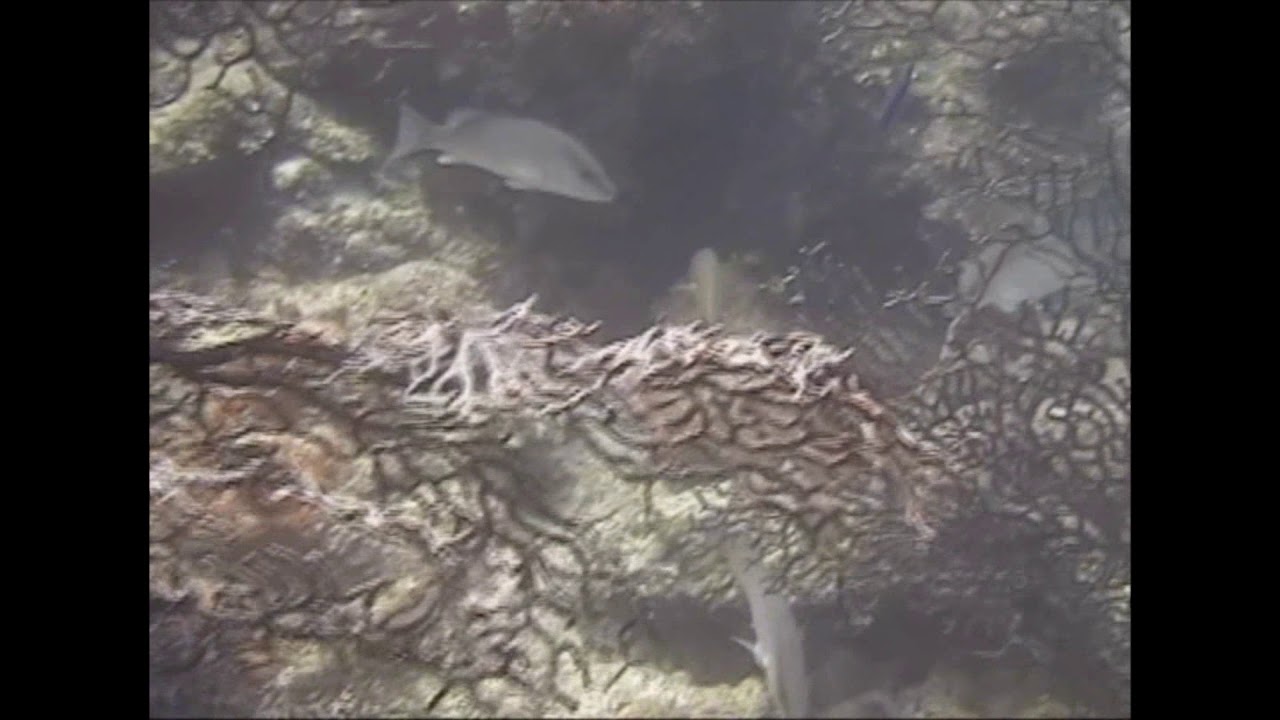 Chinchorro Reef Part XI - YouTube