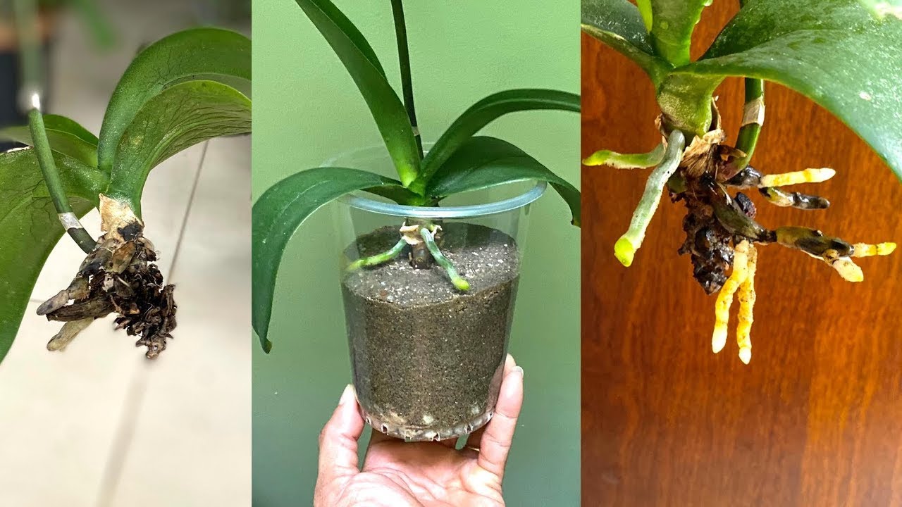 Le Radici Dell'Orchidea Phalaenopsis (Come Curarle e Non Farle Marcire ...