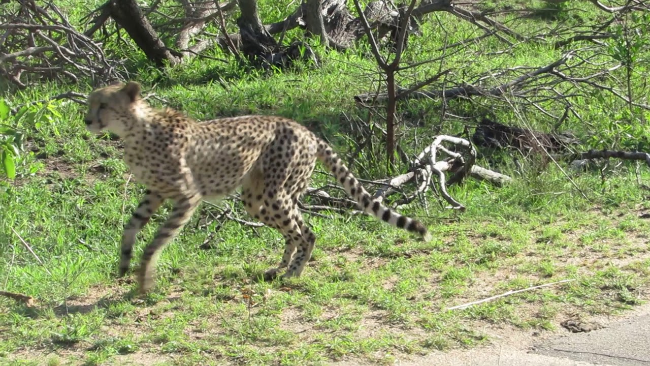 Injured cheetah in Kruger - YouTube