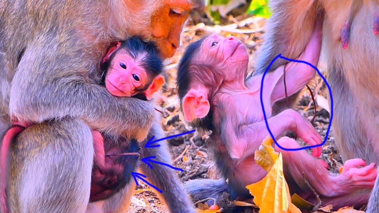 Adorable Newborn Baby Monkey Asks for Milk! Heart Melting Moment ...