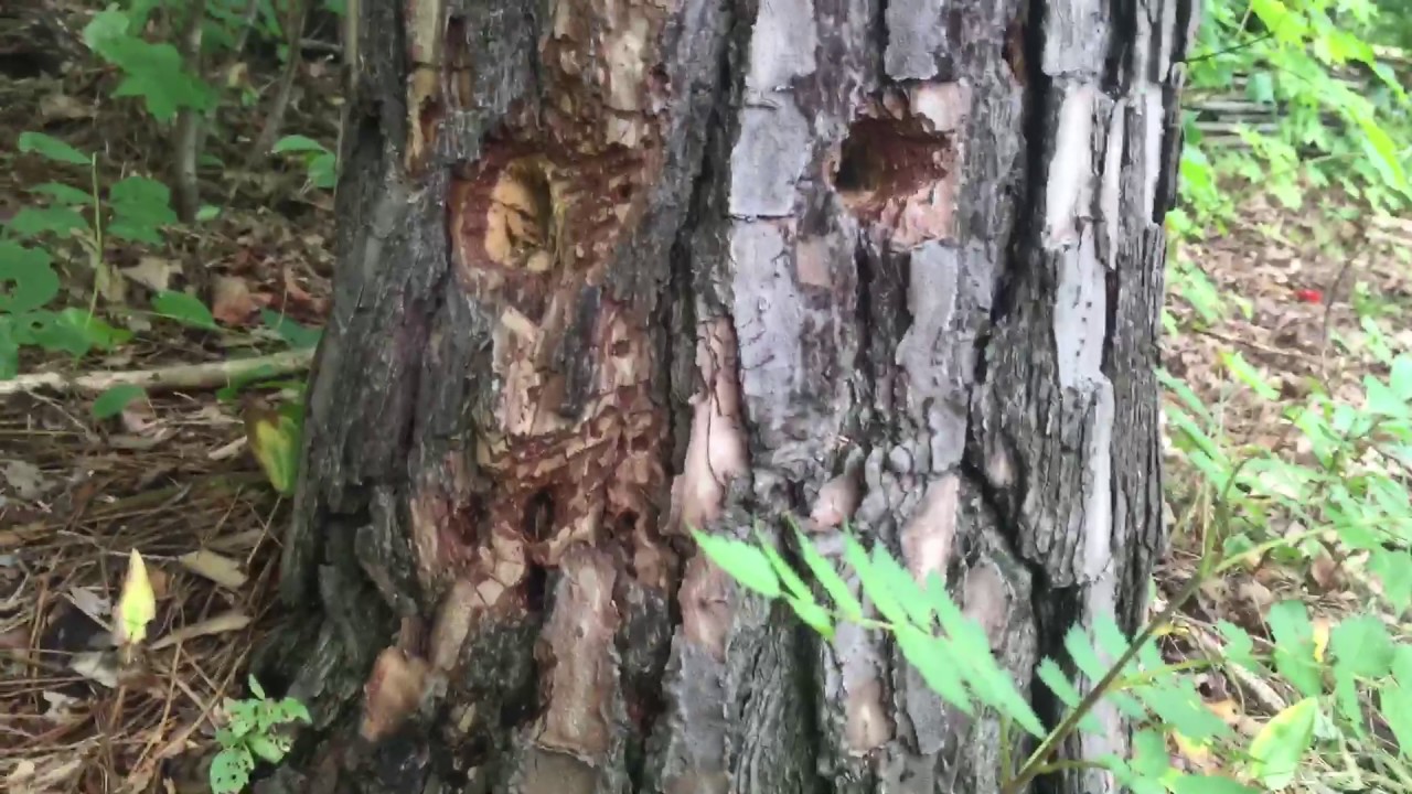 How To Find Spooky Strooms (Mushrooms) - YouTube