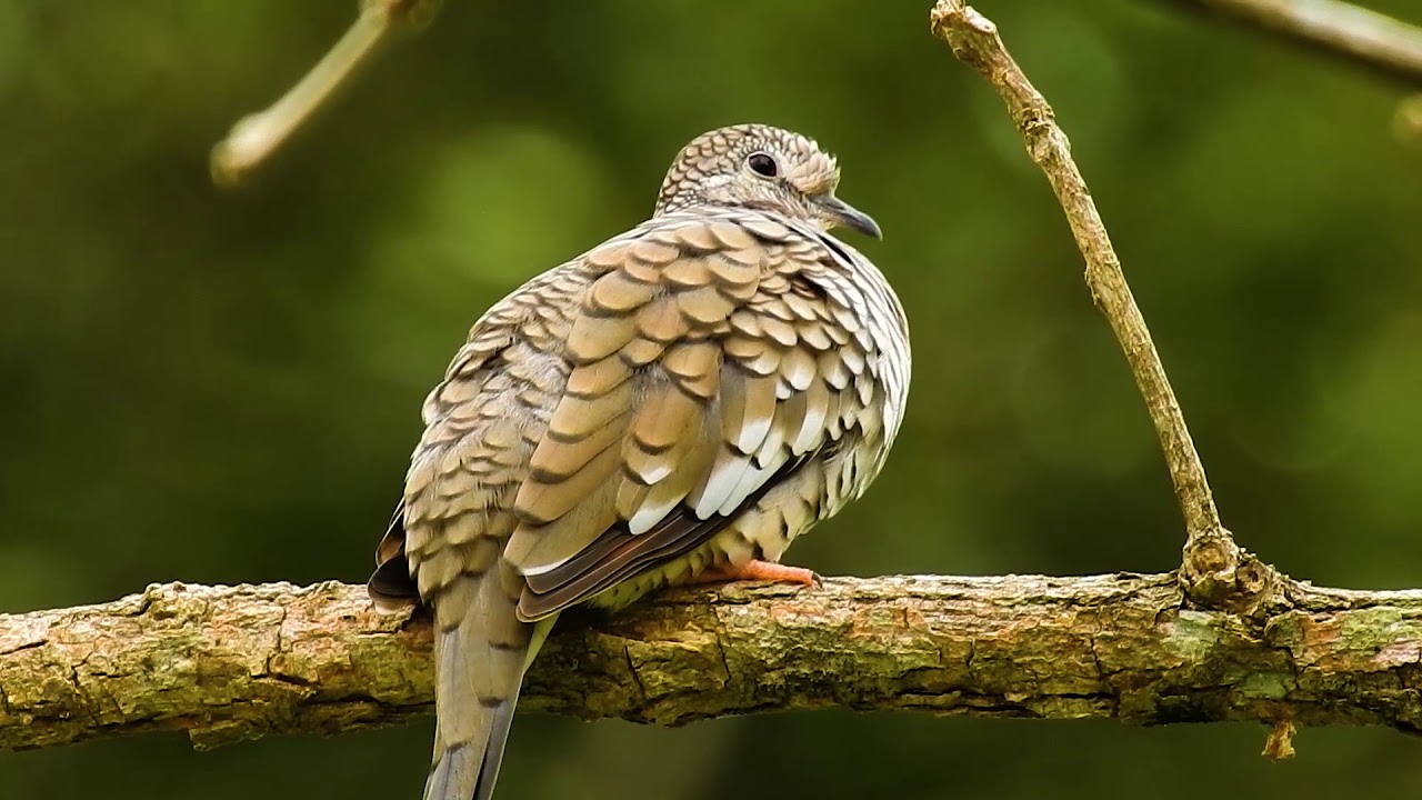 DOVE, SCALED DOVE (COLUMBINA SQUAMMATA), FOGO-APAGOU, ROLINHA-CARIJÓ ...