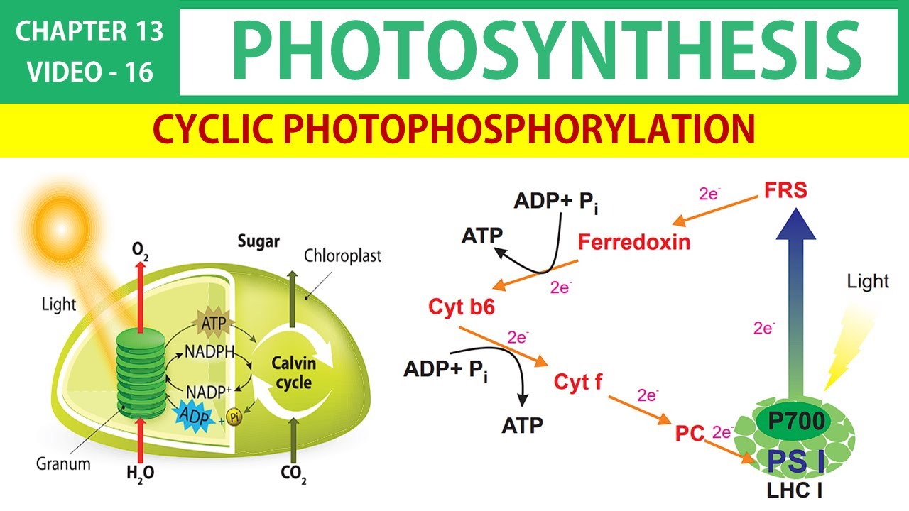 Photosynthesis in Tamil (16) | Cyclic Photophosphorylation | Class 11 Botany (State Board) - YouTube