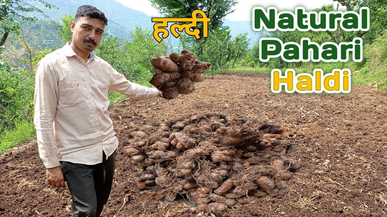 ऑर्गेनिक हल्दी लगाई हमने ! Haldi Kheti ! Organic Haldi ! Haldi vlog ...