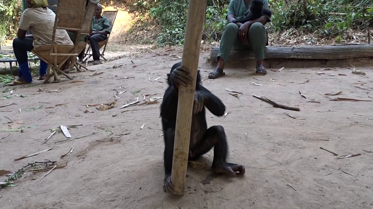 Young Bonobos Chasing and Playing with Each Other -- Lola Ya Bonobo ...