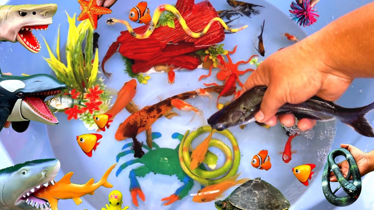 Big Shark Fish In Pool, Whale Fish Toy, Cute Pets, Cute Animal Videos ...