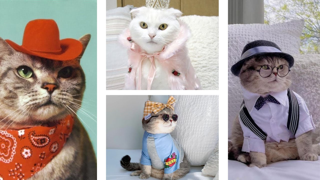 Cat Fashion: From Clothes at Home to Cat Eye Trends - A Look at Cat ...
