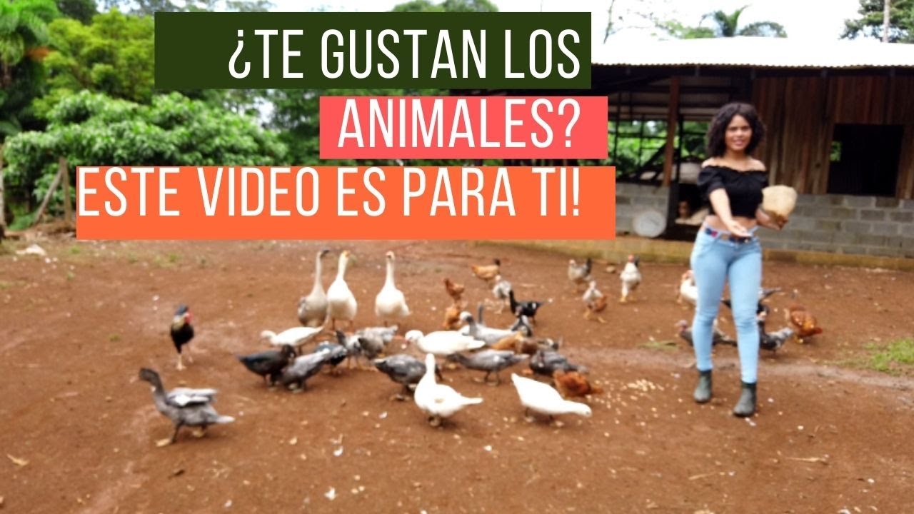 Visité una finca con muchos animales - YouTube