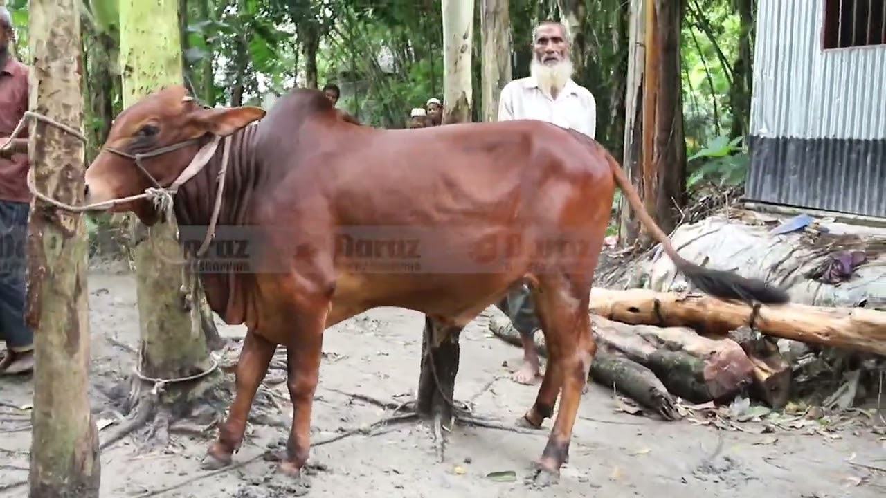 Cow Hut (গরুর হাট) Online Cow Hut. (অনলাইন গরু বাজার।) Daraz Bangladesh ...