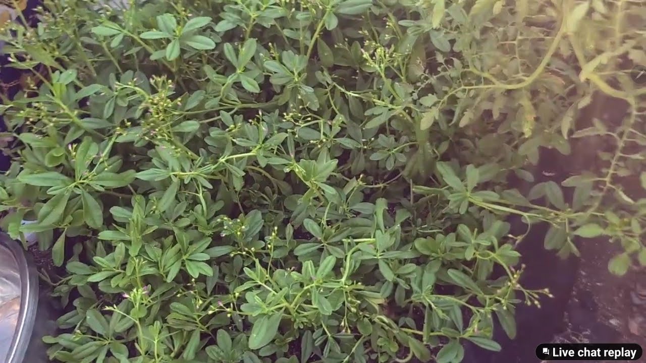 Harvesting Some Waterleaves From My Garden | How To Collect & Save ...