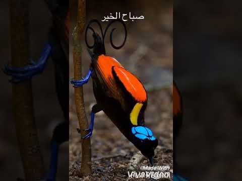 Qurana aiyid vidyo anlamli izle ???