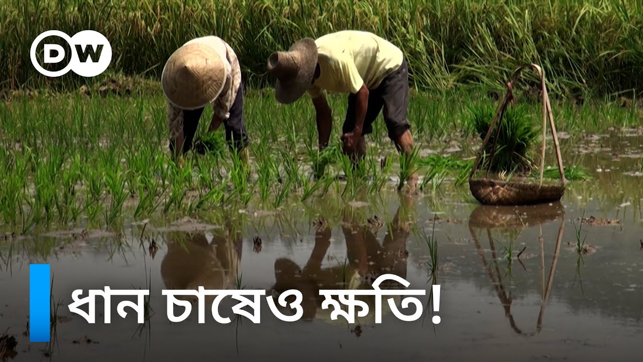 ধান উৎপাদনেও ক্ষতি হচ্ছে পৃথিবীর - YouTube
