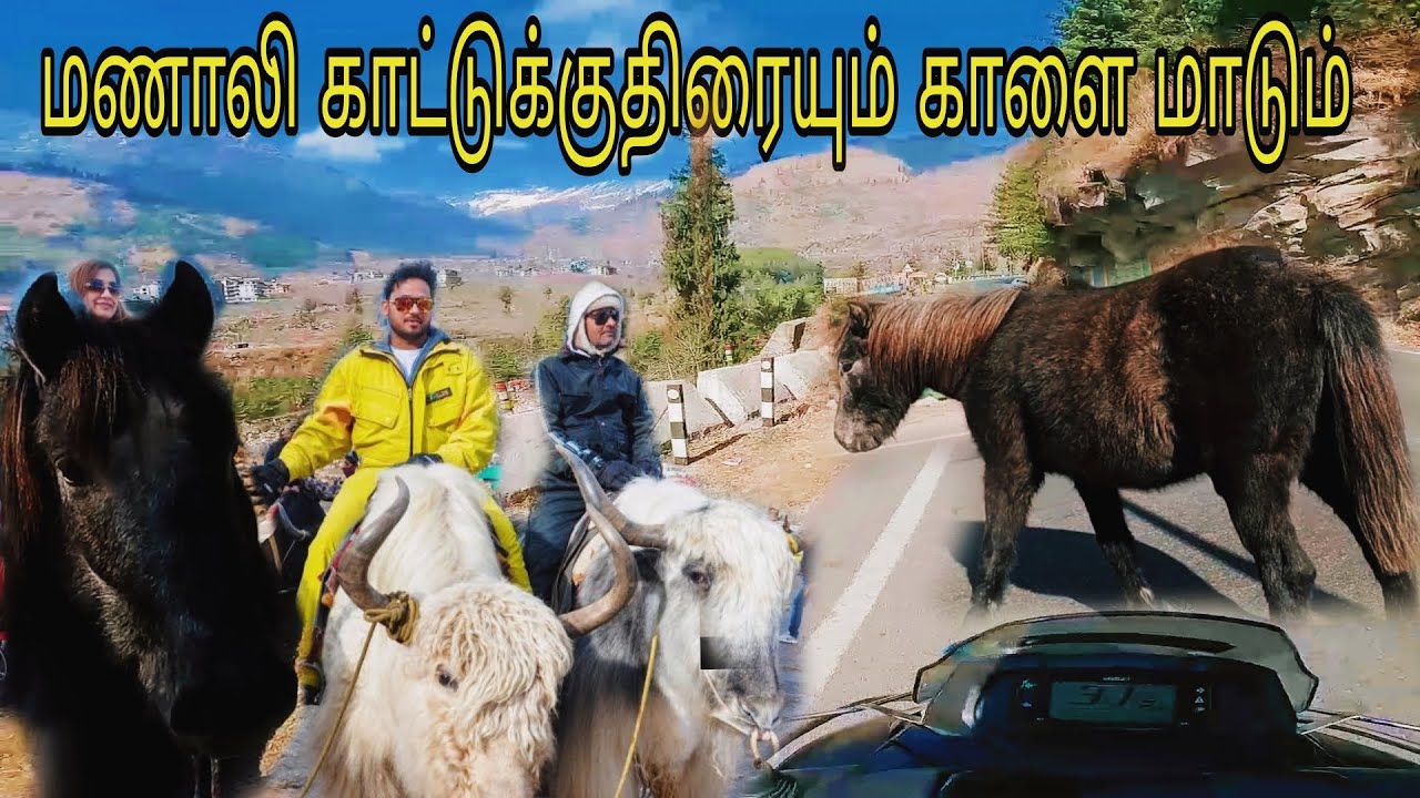 Manali mountain riding horse and WILD YAK - YouTube
