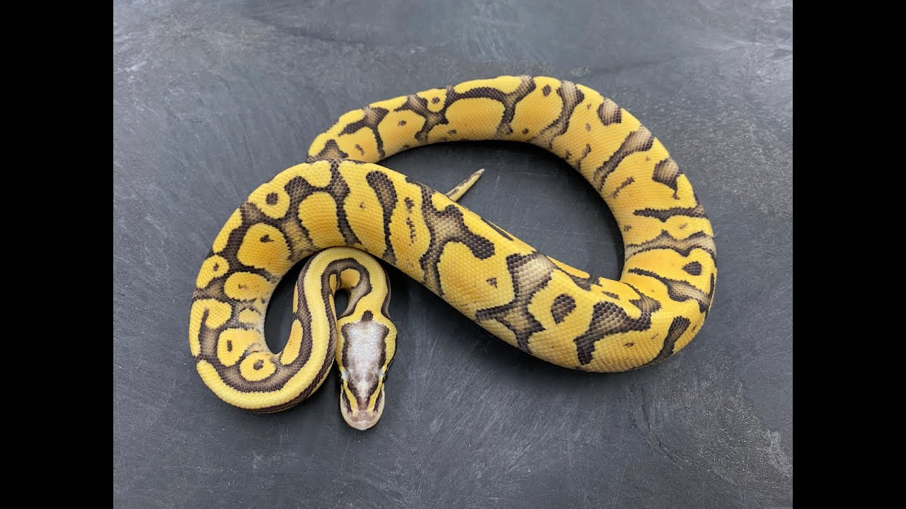 Adding some spice to my Ball Python collection with some new genes ...